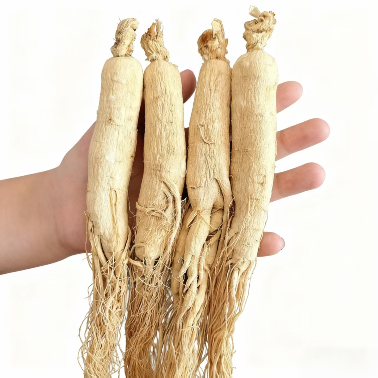 Harga Ginseng Liar - Kualitas Tinggi & Tersedia Grosir