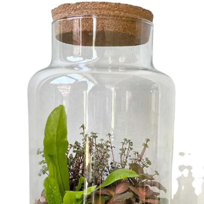 Globe Shaped Glass Jar Terrarium with LED Light & Cork Lid