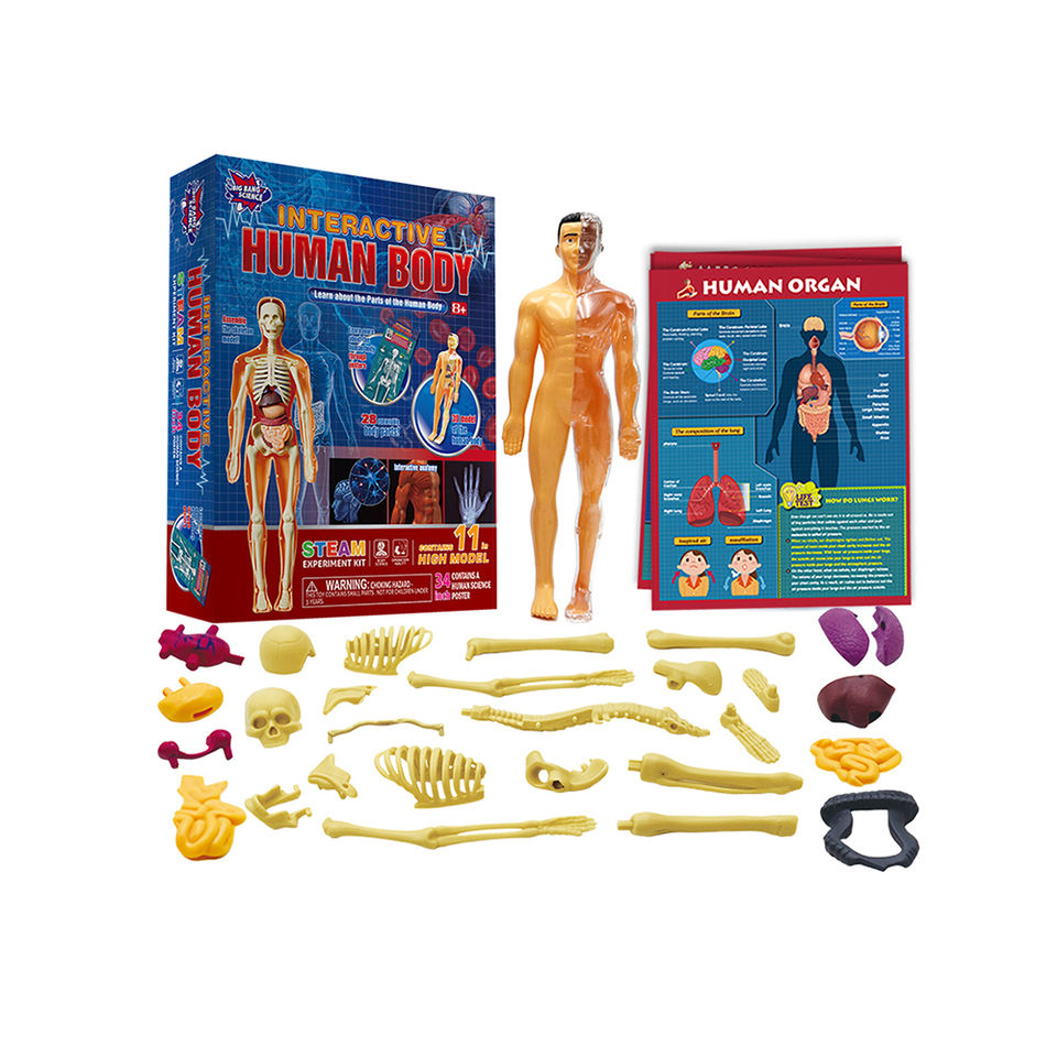 Interactive Human Body Model - STEM Toy for Kids Ages 8+