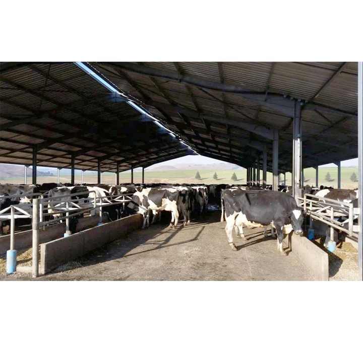 H Beam Steel Structure - Prefabricated Cattle Farming Barn