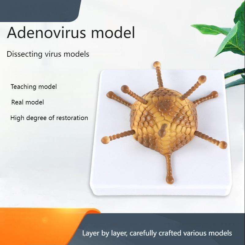 Medical Teaching Model Adenovirus Model for Virology Education ...