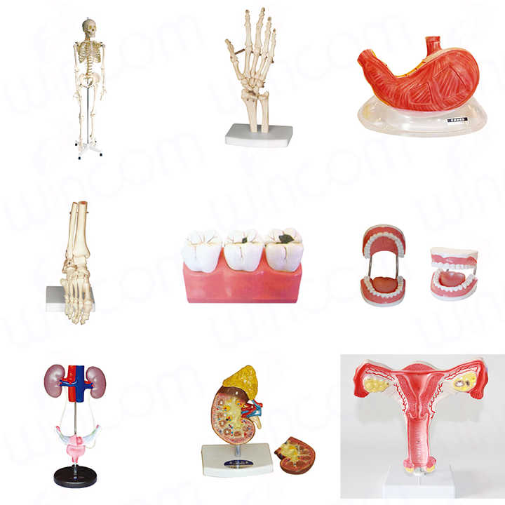 Modelos de anatomía científica Wincom, modelo anatómico 3D de oreja ...