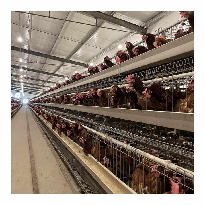 Poultry Farm Animal Cages Chicken Hens Breeding Laying Cage Equipment ...