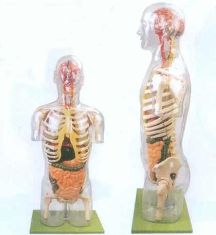 Human Body Transparent Torso Model with Main Neural and Vessel ...