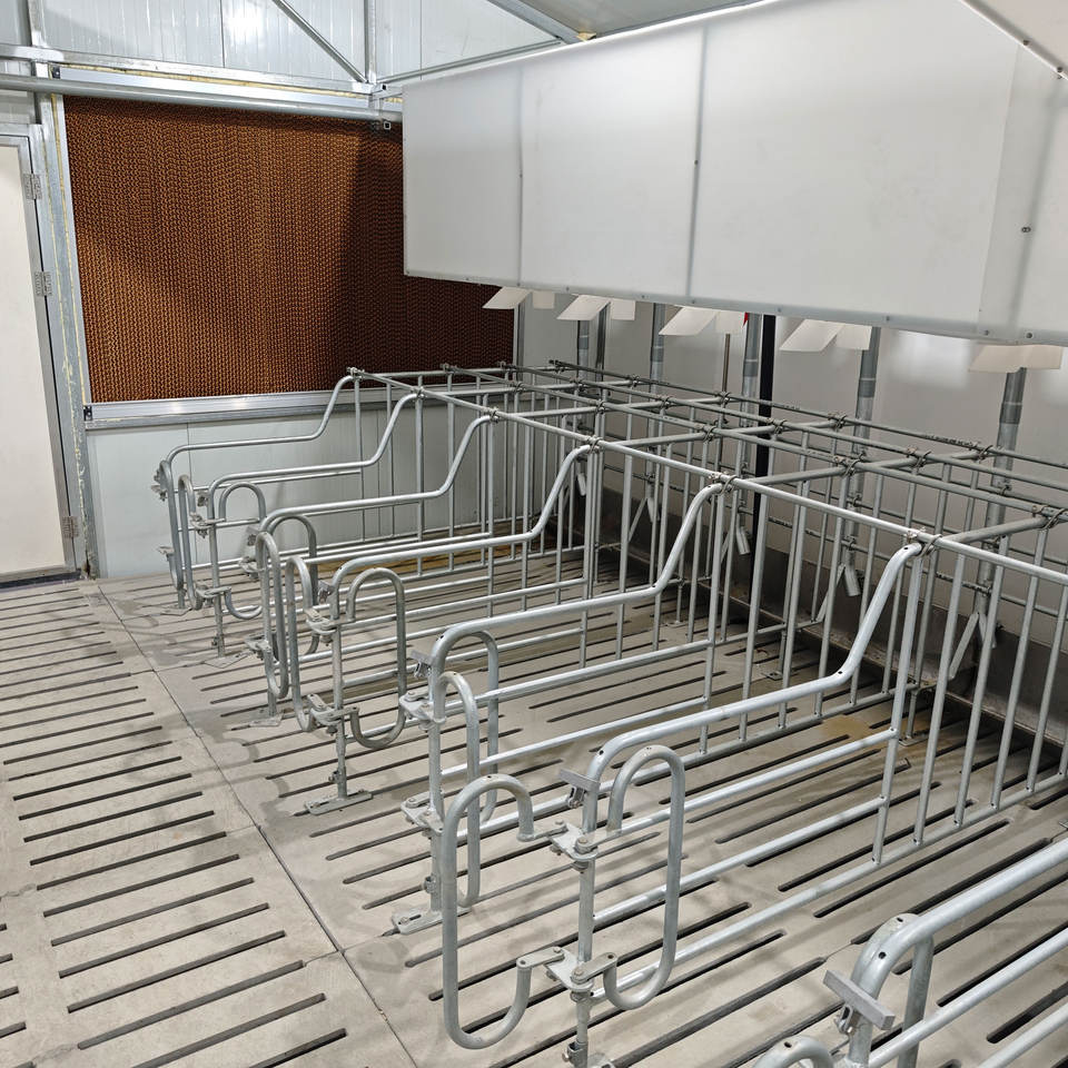 Cost Effective Rust Proof Sow Containment Cage Sow Stall Cage System ...
