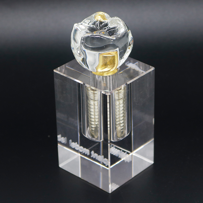 3x Size Dentistry Teeth Adult Model Detachable Dental Crystal Implant ...