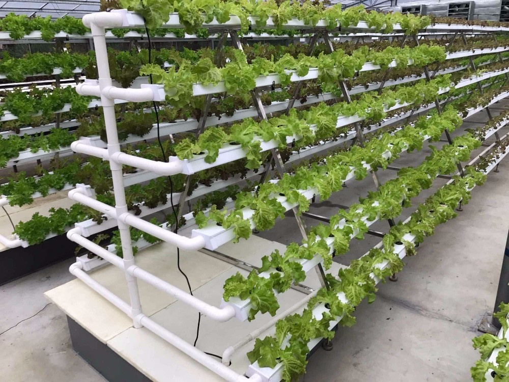 Advanced Greenhouse Climate Control Systems for Precision Farming