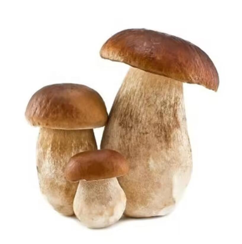 Boletus Mushroom Powders - 100% Natural Extract, 50% Polysaccharide