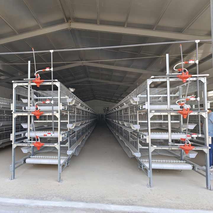 Automatic Chicken Cages for Layer Poultry Farms - H Type