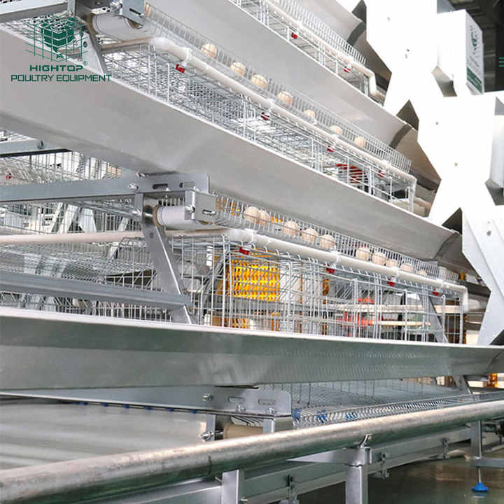 Efficient Manure Transport for Poultry Farms - Layer Chicken Cages