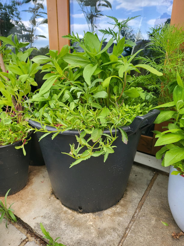 30L Plastic Plant Pots with Handles - Ideal for Home & Garden