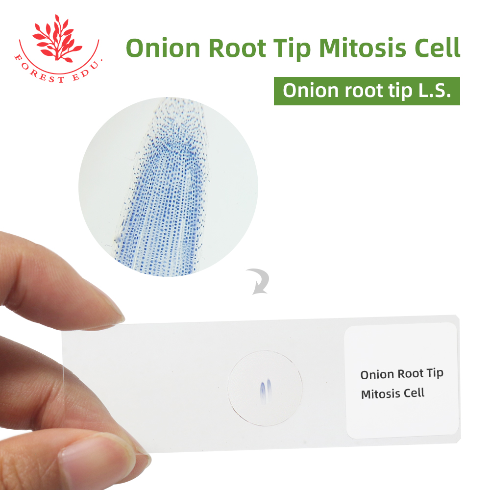 Innovative Solutions with plant mitosis prepared slides for Educators ...