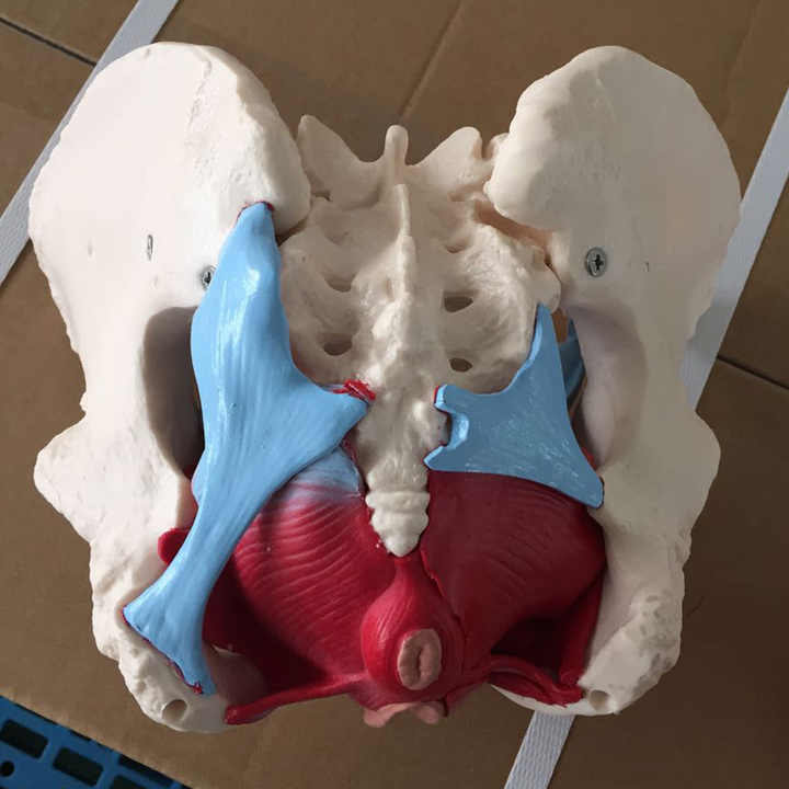 ADA-A1037 Female Pelvis Model With Pelvic Floor Muscle Anatomical PVC ...