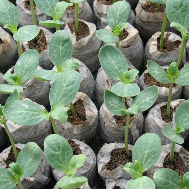 Home Garden Planting Nutrient Soil Pellets Nursery Block Seed Starter ...