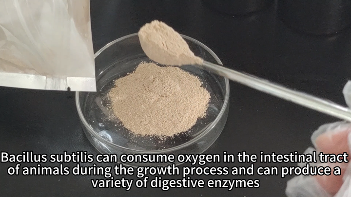 Probiotic Bacillus Subtilis for Animal Feed - Promotes Growth