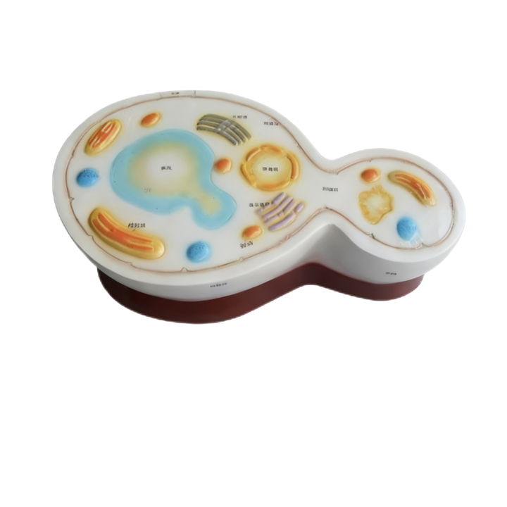 Giant Interactive Animal Cell Structure Model - Engaging Educational ...