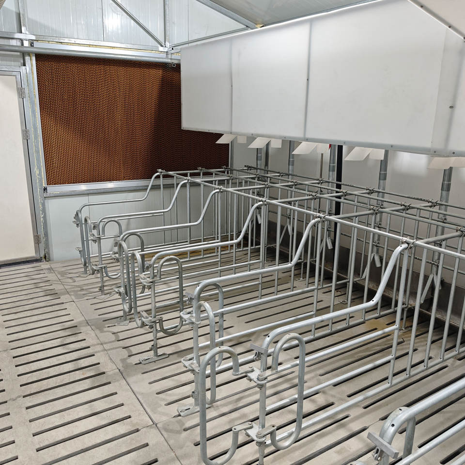 Factory Direct Long-lasting Pig Breeding Crate Sow Confinement Crate ...