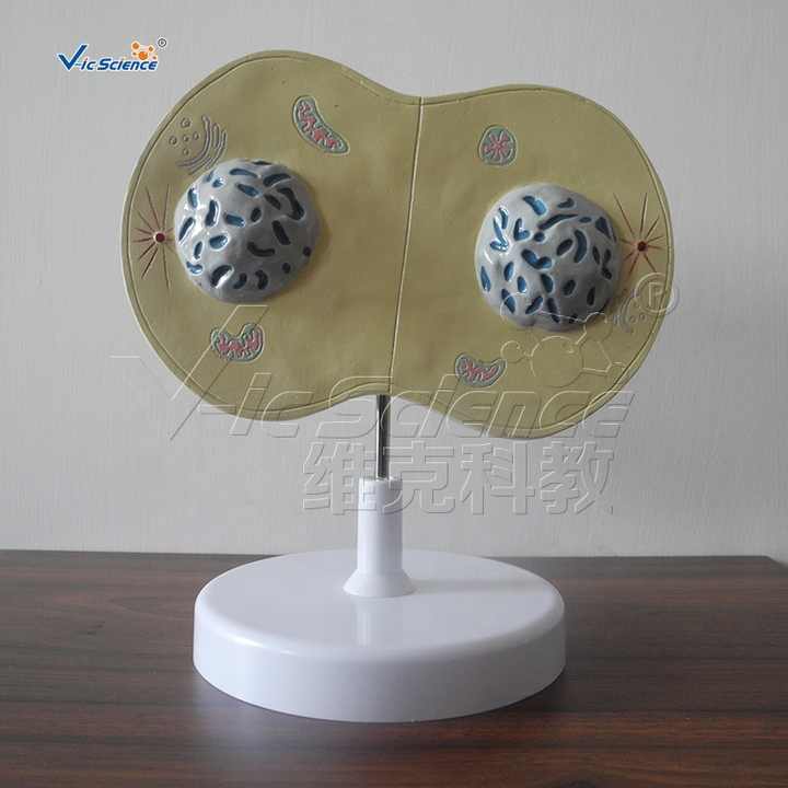 Mitosis Models - Educational Tools for Medical Science