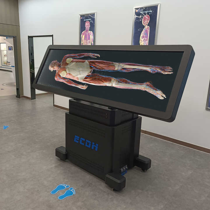 Virtual Anatomy Table Interactive Dissection Table Anatomy Education ...