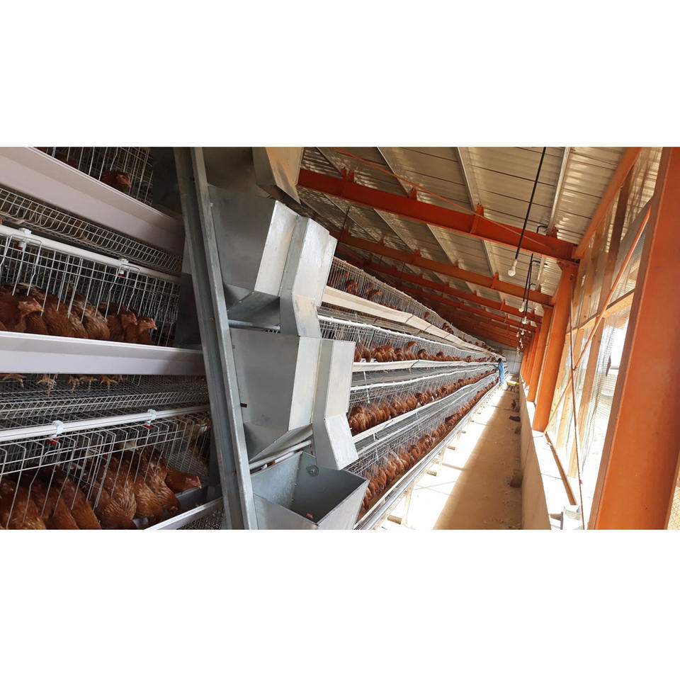Light Steel Structure Farm Broiler Poultry Shed Construction