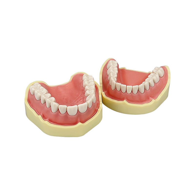 28 Full Mouth Detachable Spare Teeth Model Soft Gum Oral Teaching Model ...