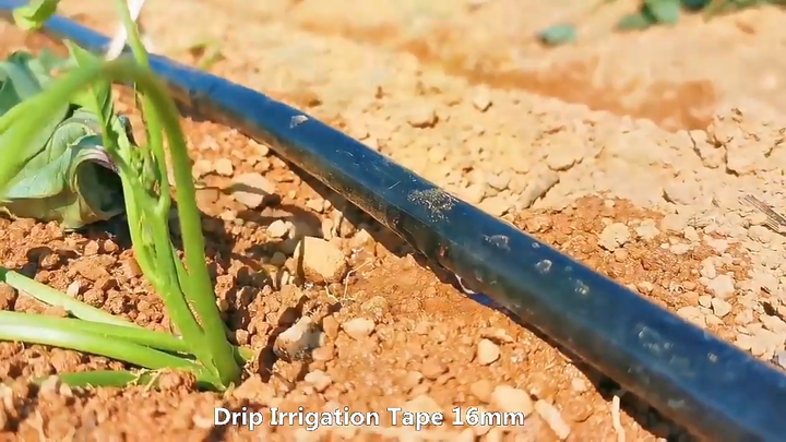 Drip Tape Irrigation System 16mm, 40cm Spacing for Onions - Automatic ...