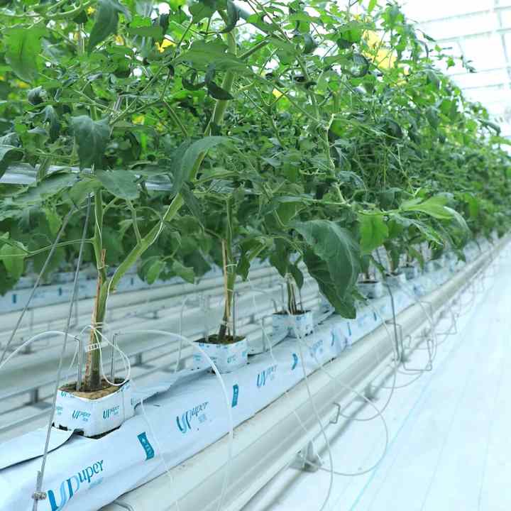 Upuper China Manufacturer Greenhouse Planting Hydroponic 4 Inches Rock ...