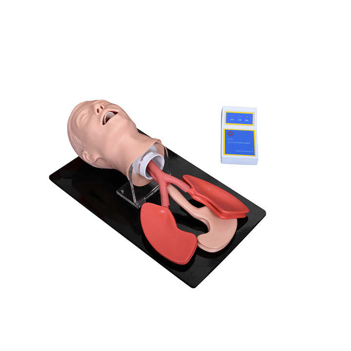 Advanced Human Trachea Intubation Model for Medical Training