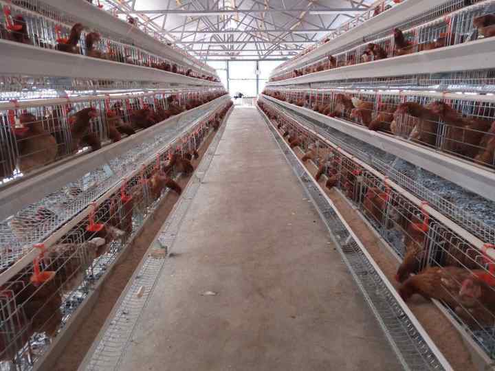 Modern Chicken Cage Farm Design - Durable & Efficient