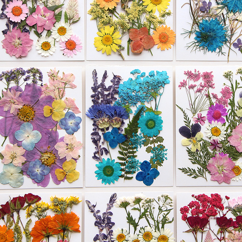 Dried Flowers in Bulk from Global Suppliers | Premium Quality ...