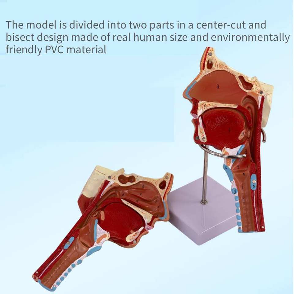 Human Nasopharyngeal Trachea and Cricopharyngeal Muscle Model Education ...
