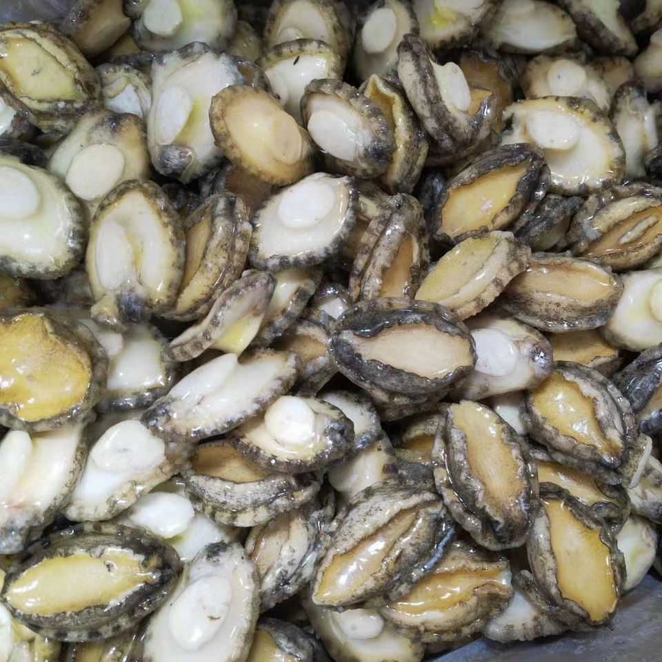 Frozen Fresh Natural Abalone Fish Multiple Sizes Premium Shellfish ...