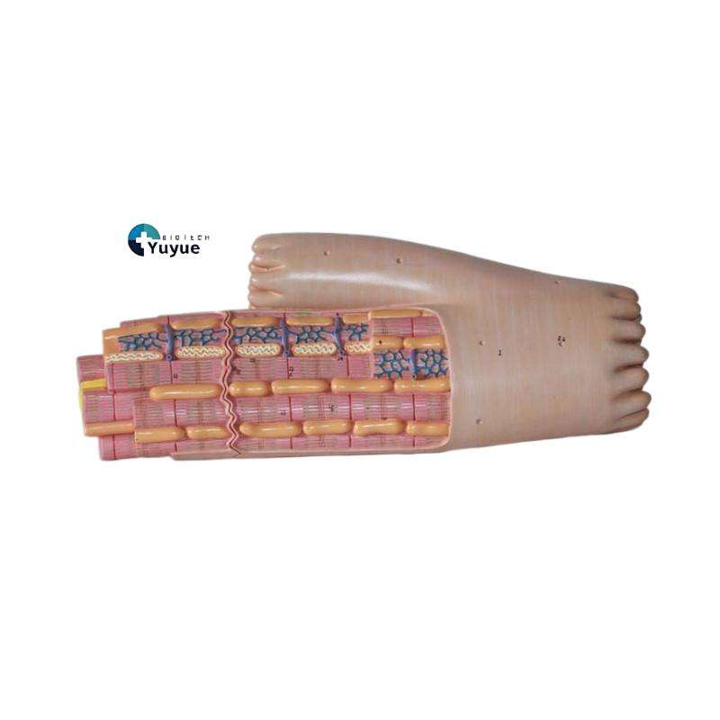 Medical Teaching Model Magnified Myocardium Anatomy Model for ...