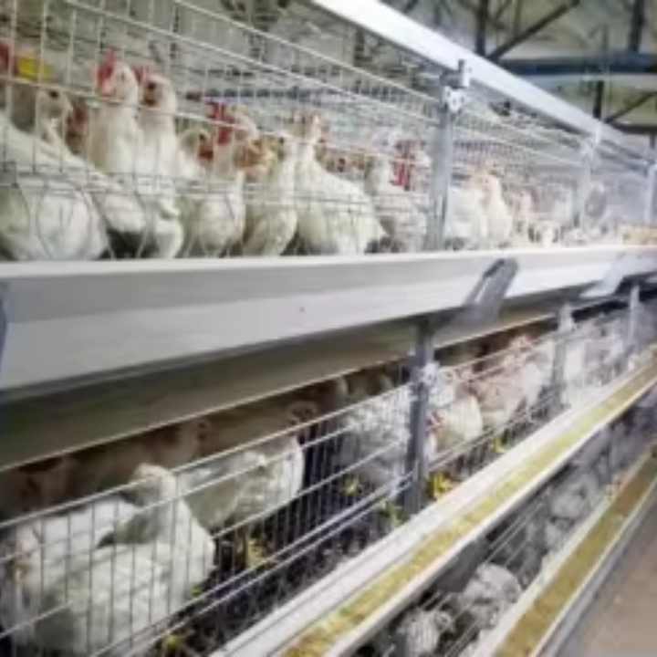 H Type Broiler Chicken Cage 3 Tier High Capacity Commercial Poultry ...