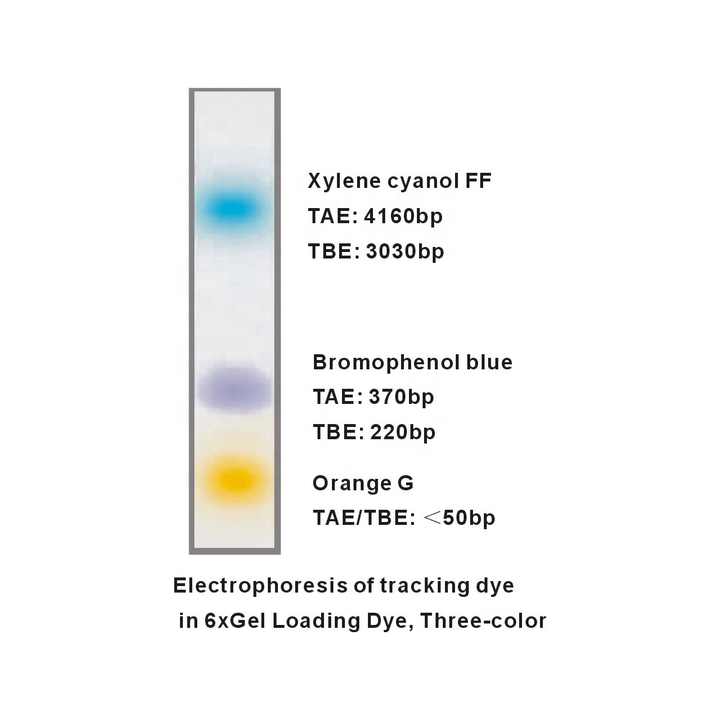 6x DNA Loading Dye Orange - Electrophoresis Loading Buffer