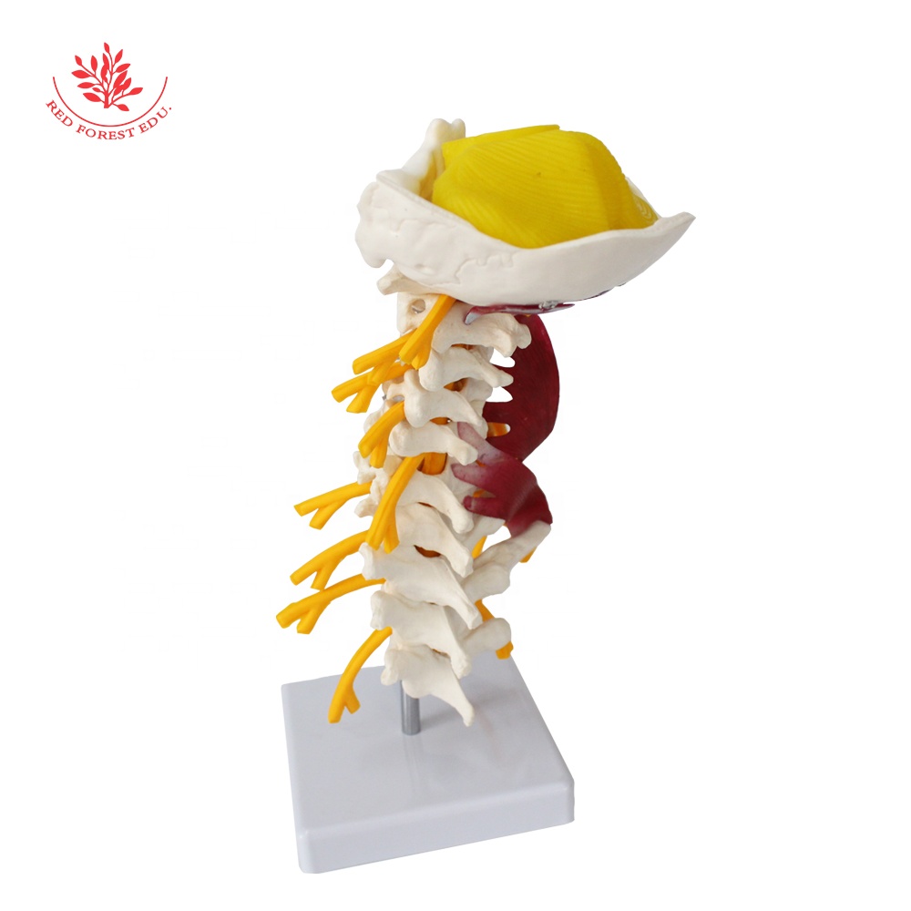 Empower Learning with Cutting-Edge cervic vertebra model Resources