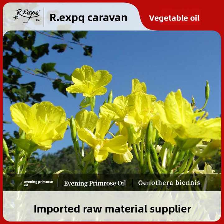 Evening Primrose Oil Oenothera Biennis Carrier Oil Suitable Body ...