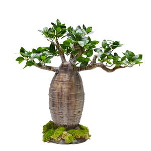 Whole baobab tree Can Make Any Space Beautiful and Vibrant - Alibaba.com