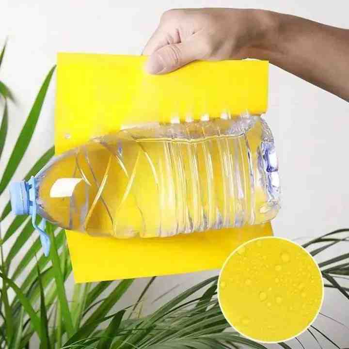 Eco-friendly Insect Fly Killer Glue Traps for Greenhouse Pests