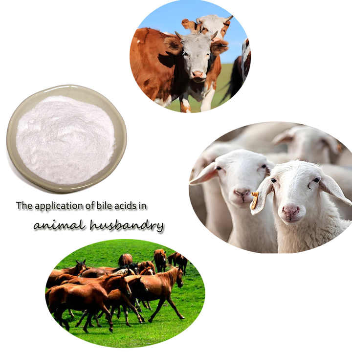 Ruminant Bile Acids Optimize Fat Metabolism, Reduce Fatty Liver, and ...