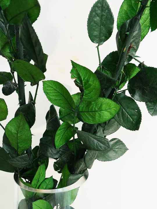 Preserved Rose Stem 1 Rose Stem With Leaves & Green Sepals for Making ...