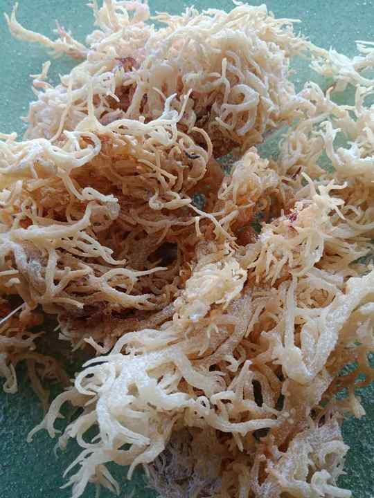 IRISH MOSS SEAWEED / IRISH SEA MOSS COTTONII / EUCHEUMA COTTONII (Mr ...