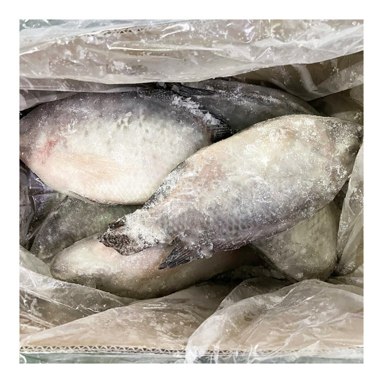 HACCP Certified Frozen Fish Black Tilapia 300-500g IQF IWP Bulk Pack ...