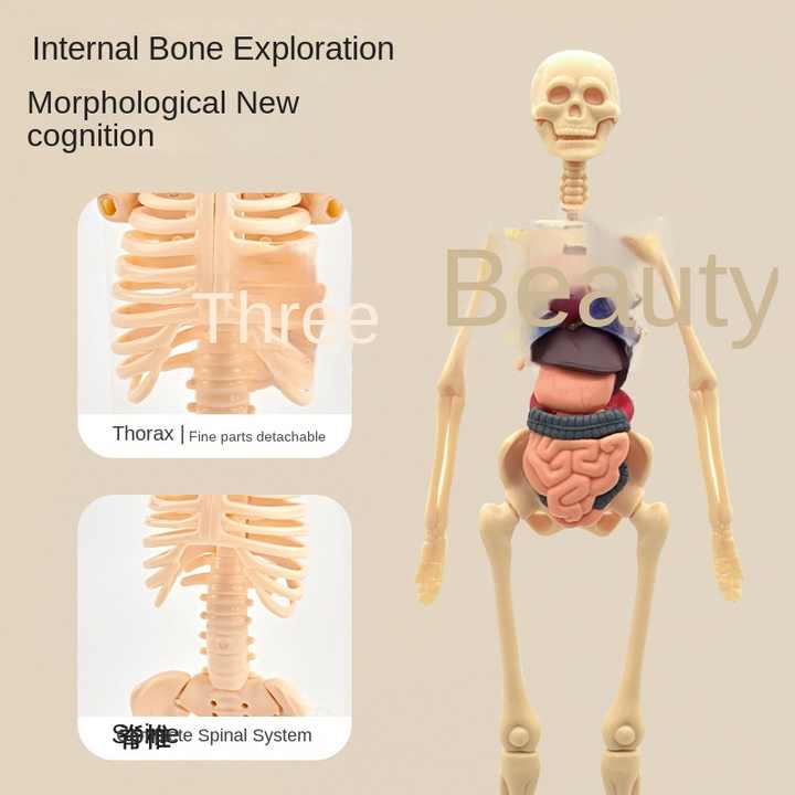 Children's Medical Anatomy Simulation 3D Skeleton Toy Removable ...