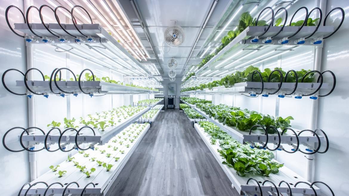 How to Choose Agricultural Plants: A Complete Buying Guide