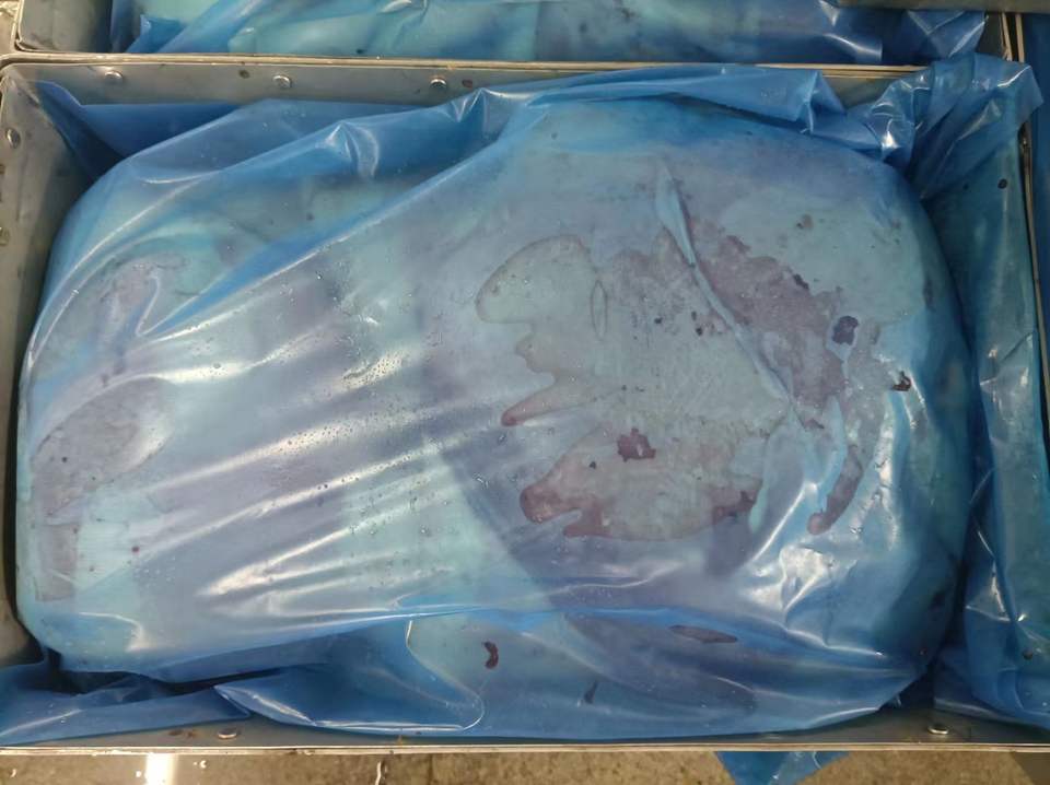 X3255 Frozen Boiled Giant Squid Wing Manufacturer 500g+ DOSIDICUS GIGAS ...