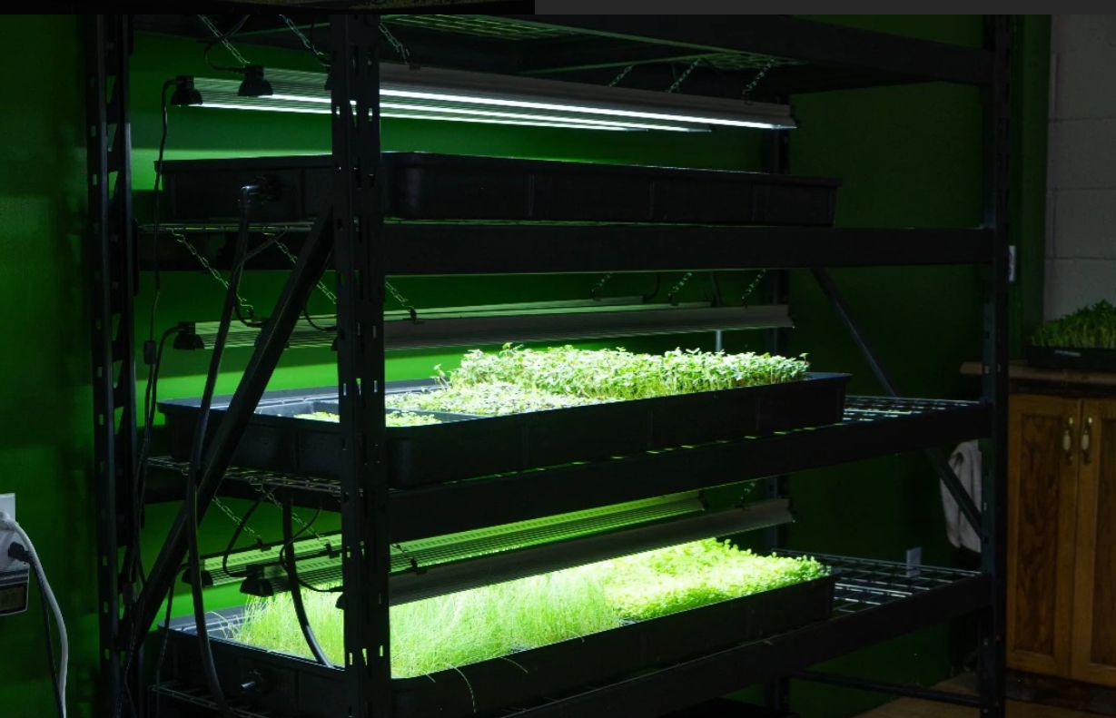 How to Choose the Best Dippers Plant Base for Your Needs