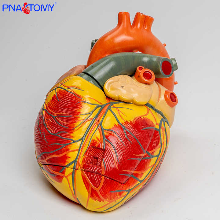 Human Heart Model Detachable and Enlarged Heart Anatomy Teaching ...