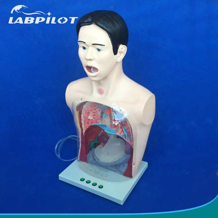 Transparent Gastric Lavage Model - Multi-Functional Training Dummy
