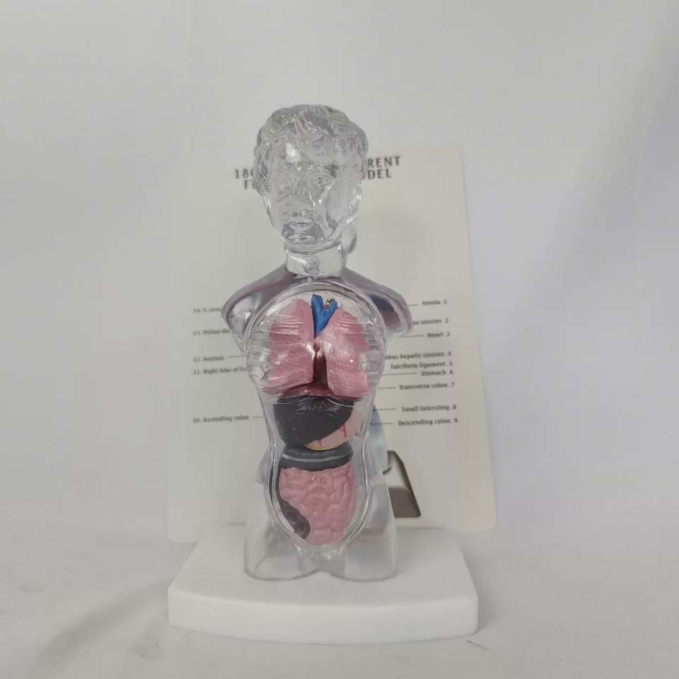KyrenMed 18cm Transparent Female Torso Model 13 Parts Detachable Female ...